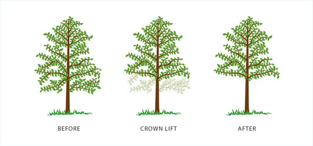 Forestry Management Ashtead, Cobham, Esher, Surbiton, Surrey, Weybridge ...